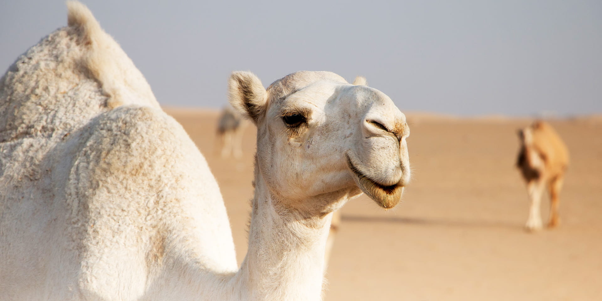 Wildlife in Kuwait – Discovering Nature in the Heart of the Desert